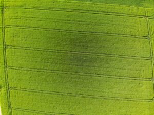 Unzipping the Mystery of Zipperhead: Exploring the Origins and Meaning ...